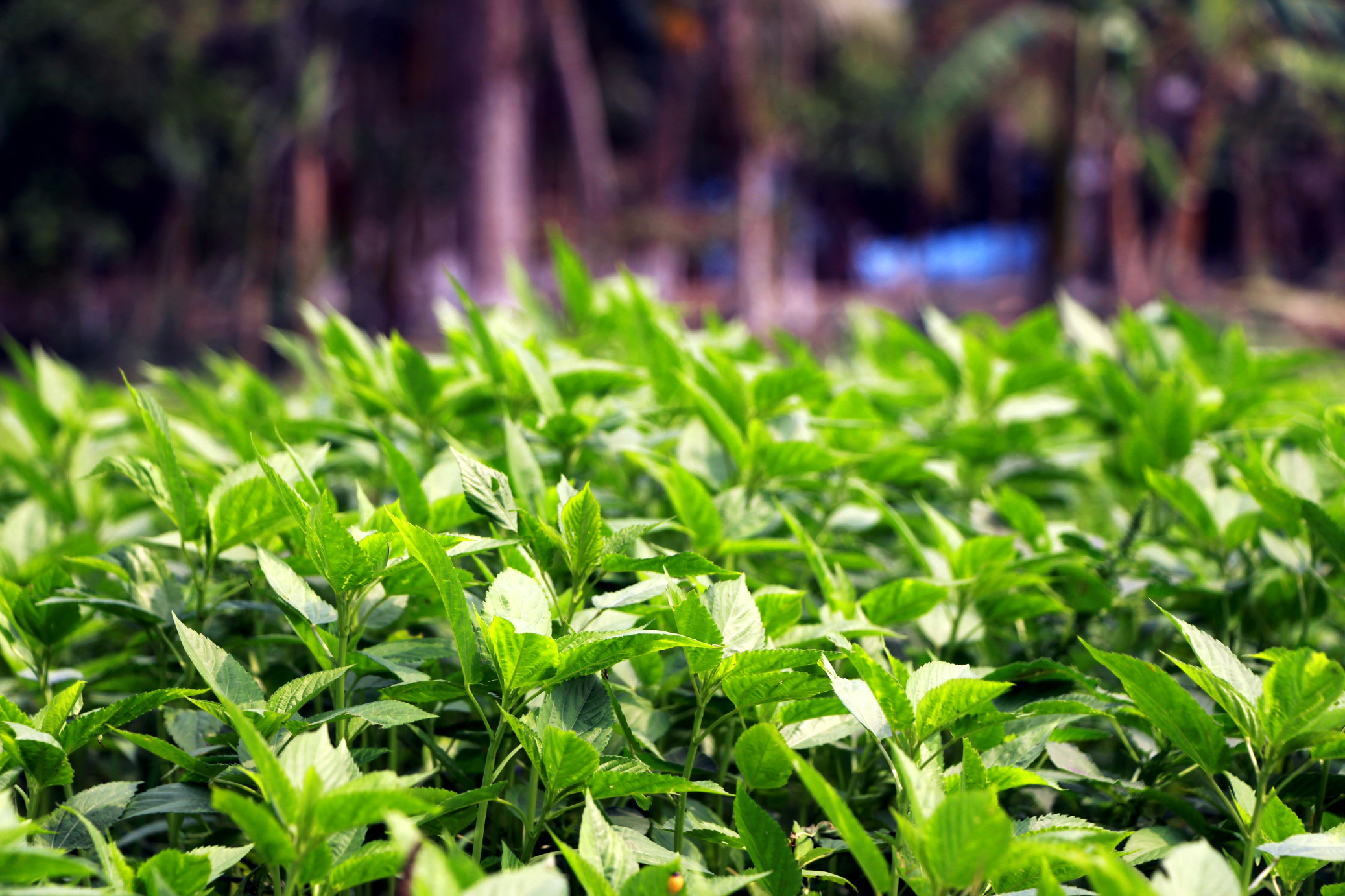 Jute-Tee im Uni-Shop – mehr als nur gesund: Fachgebiet ...